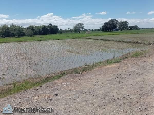 55-Hectare Rice Field for Sale in Nueva Ecija - Properties Palawan